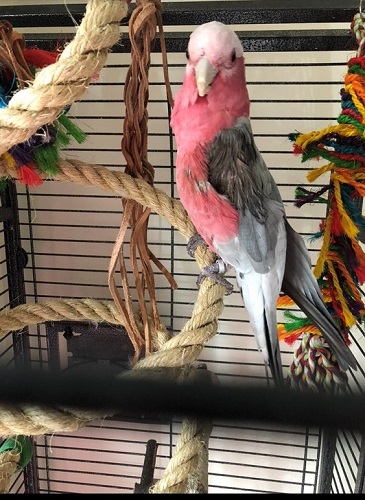 About Parrots In Need - Northern Parrots