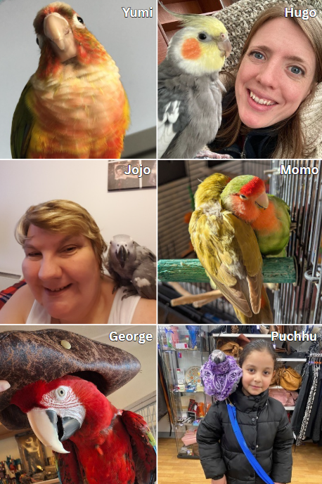 Blog - Northern Parrots