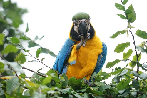 Pros and Cons of Free Flight - Northern Parrots