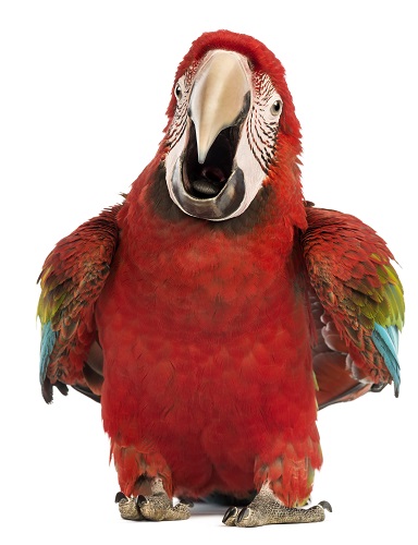 Why Do Parrots Scream? - Northern Parrots