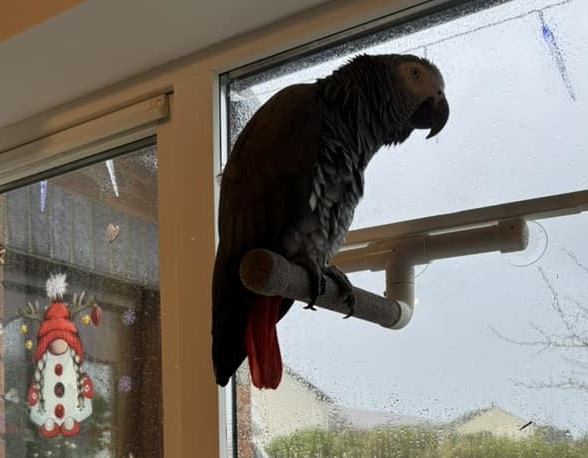 Your Parrot Enjoying Christmas - Northern Parrots