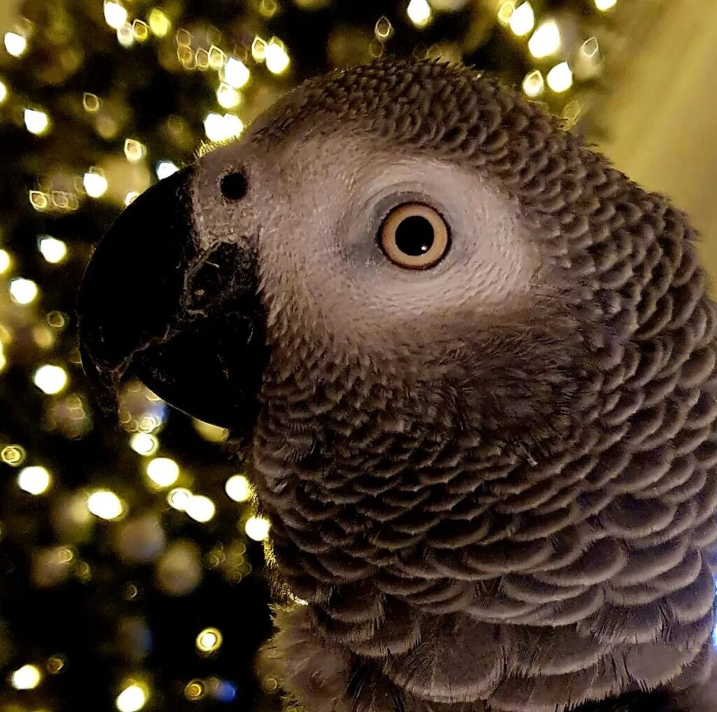 Your Parrot Enjoying Christmas - Northern Parrots