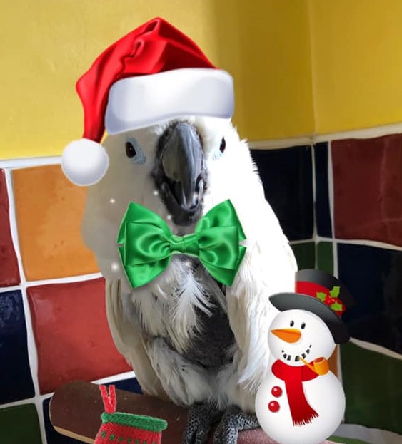 Your Parrot Enjoying Christmas - Northern Parrots
