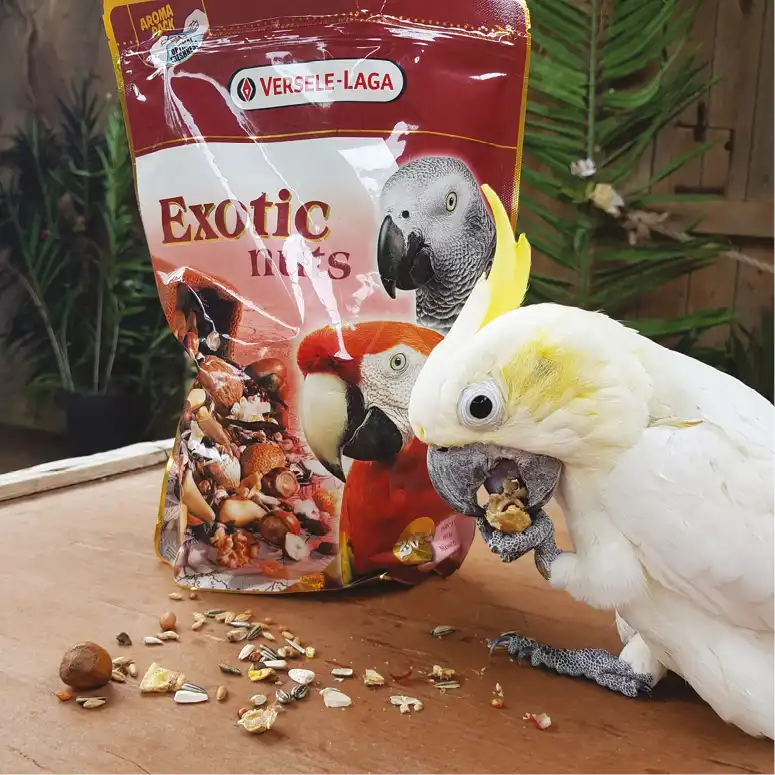 About Us and Our Passion for Parrots - Northern Parrots