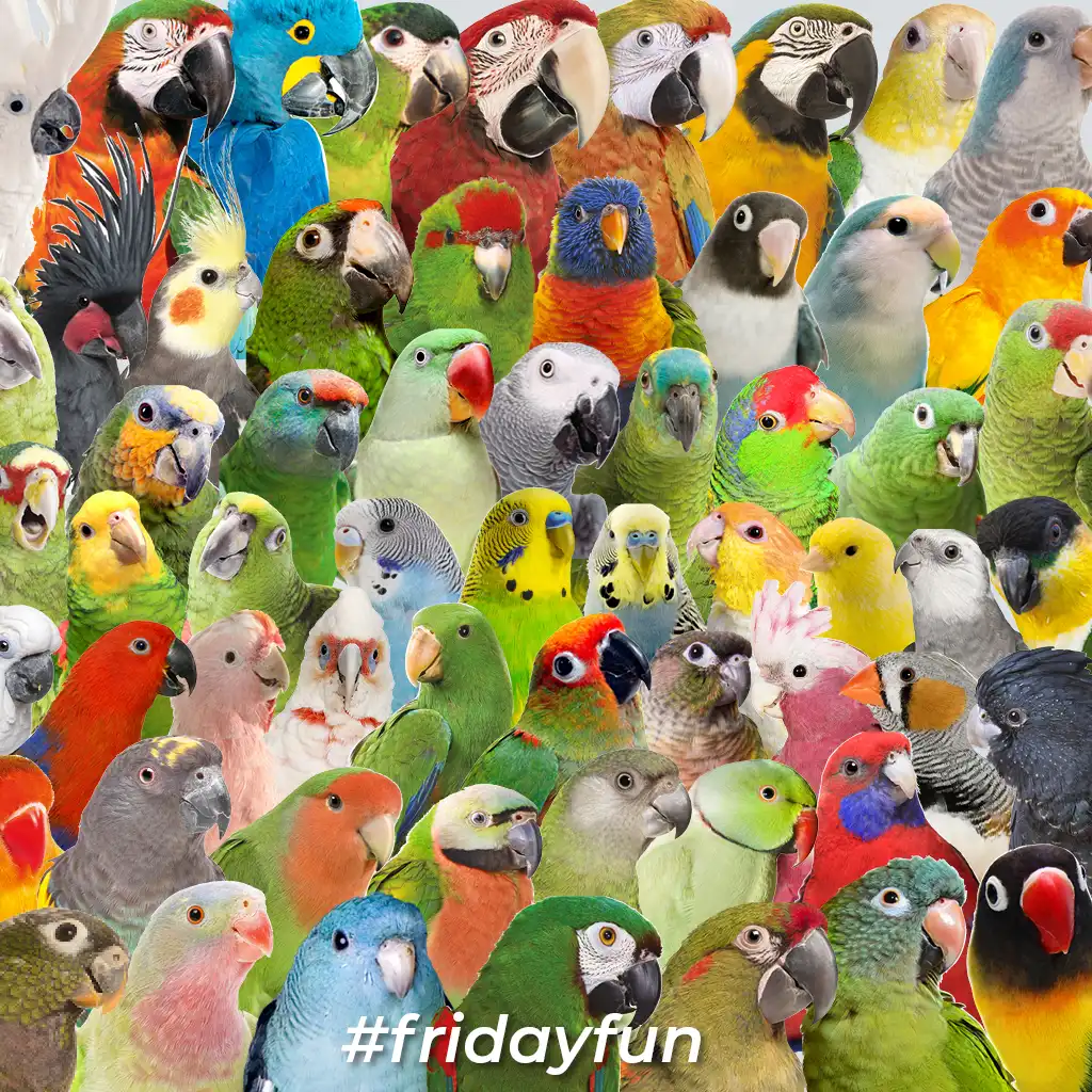 About Us and Our Passion for Parrots - Northern Parrots