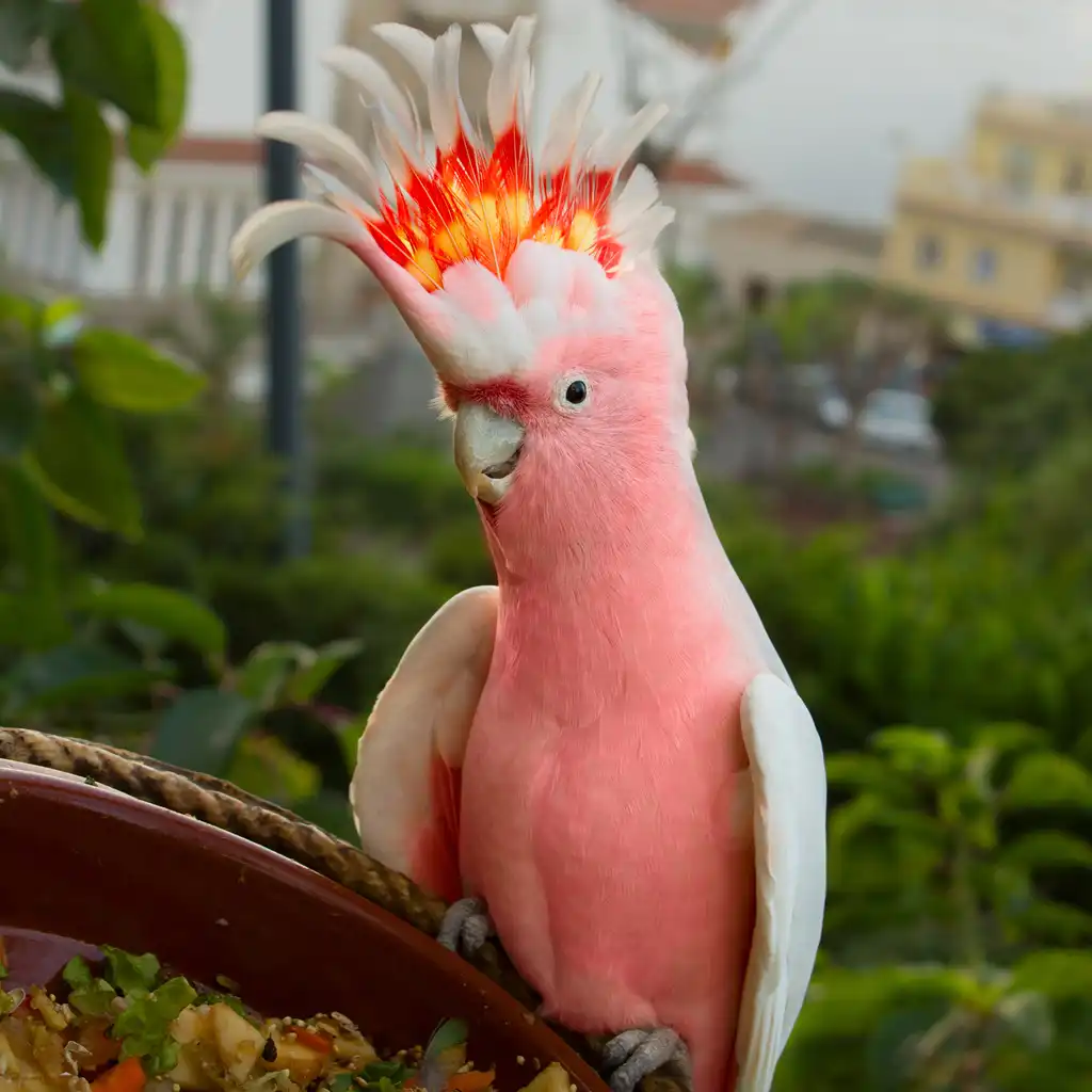 About Us and Our Passion for Parrots - Northern Parrots