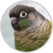 Preparing For Your First Cockatiel - Northern Parrots