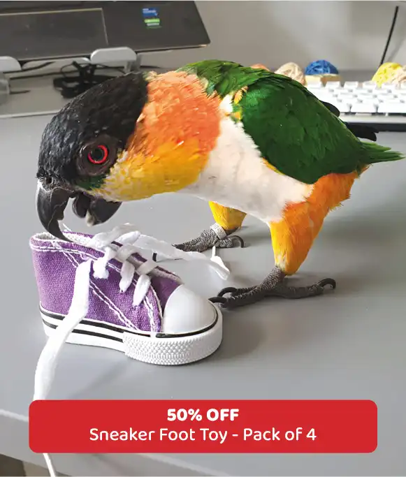 Parrot Supplies | Parrot Shop | Northern Parrots