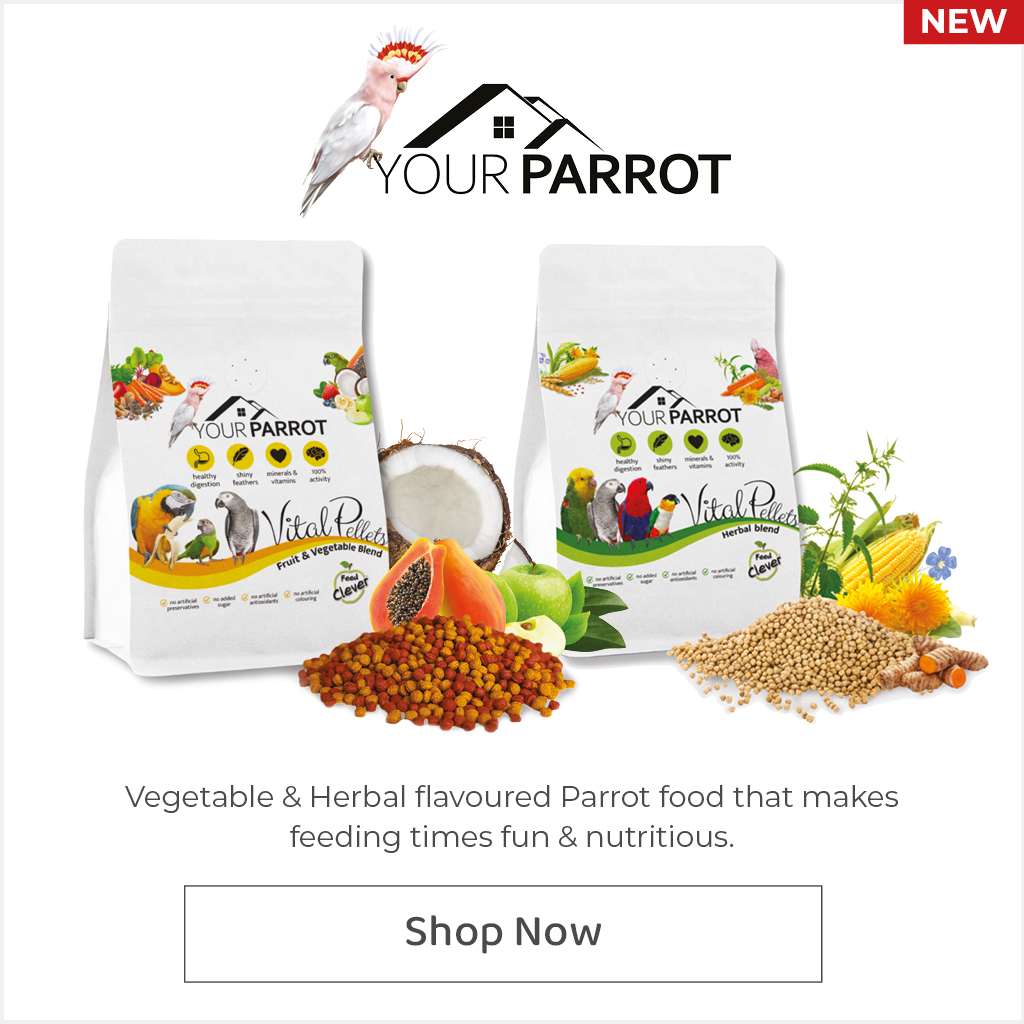 Amazon Parrot | Toys, Cages, Food, Treats And Much More