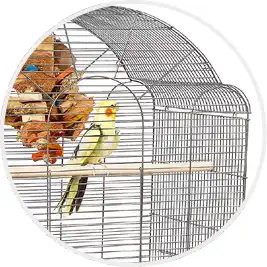 Cockatiel Birds | Food, Cages, Toys and More in One Place