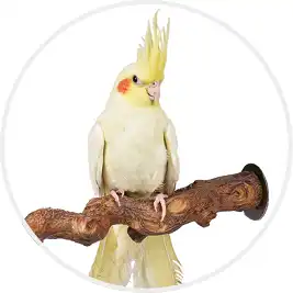 Cockatiel Birds | Food, Cages, Toys and More in One Place